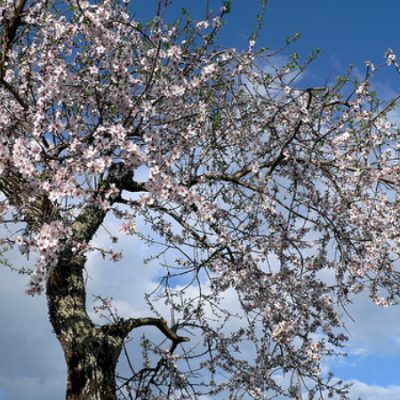 Ingrid Almond Trees for Sale - Choose your Ingrid Almond Plant