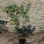 Amelanchier Trees For Sale | Trees Direct