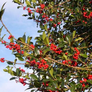 Holly Trees For Sale | Trees Direct
