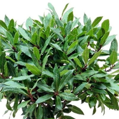 Bay Tree For Sale | Trees Direct