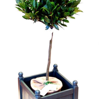 Bay Tree For Sale | Trees Direct