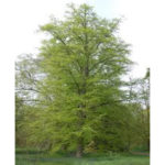 Beech Tree for Sale Online - Choose your Beech Tree Now