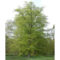 Beech Tree for Sale Online - Choose your Beech Tree Now