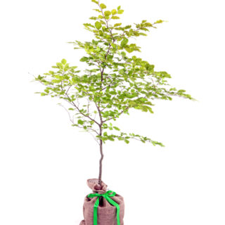 Beech Tree For Sale | Trees Direct