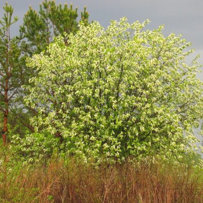 Bird Cherry Trees For Sale | Trees Direct