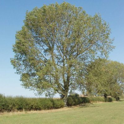 Black Poplar Trees for Sale - Choose your Black Poplar Plant Now