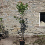 Blushing Bride Flowering Cherry Trees For Sale | Trees Direct