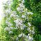 Blushing Bride Flowering Cherry Trees For Sale | Trees Direct