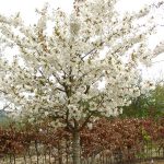 Blushing Bride Flowering Cherry Trees For Sale | Trees Direct
