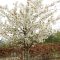Blushing Bride Flowering Cherry Trees For Sale | Trees Direct