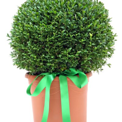 Box Ball Plant for Sale - Choose your Box Ball Shrubs Now