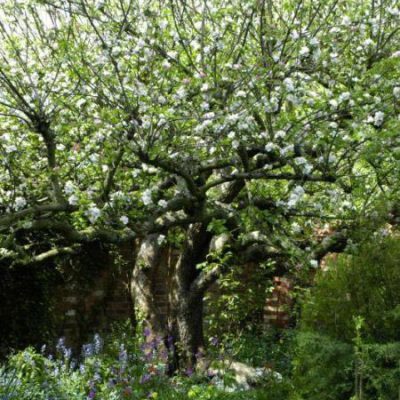 Bramley Apple Trees For Sale | Trees Direct