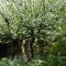 Bramley Apple Trees For Sale | Trees Direct