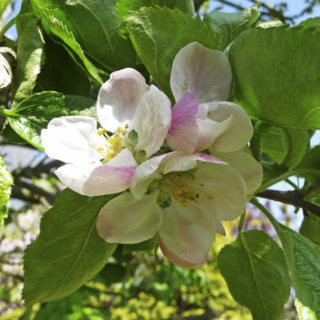 Bramley Apple Trees For Sale | Trees Direct
