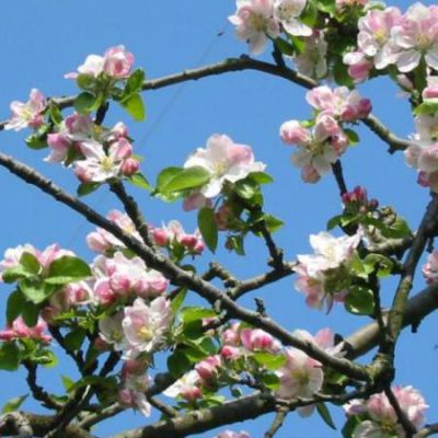 Bramley Apple Trees For Sale | Trees Direct