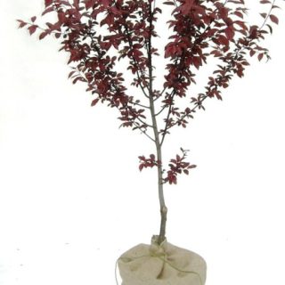 Cherry Plum Trees For Sale | Trees Direct