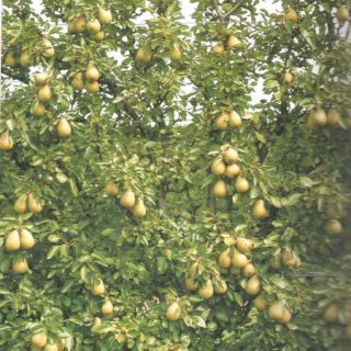 Conference Pear Trees For Sale | Trees Direct