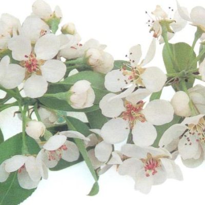 Conference Pear Trees For Sale | Trees Direct