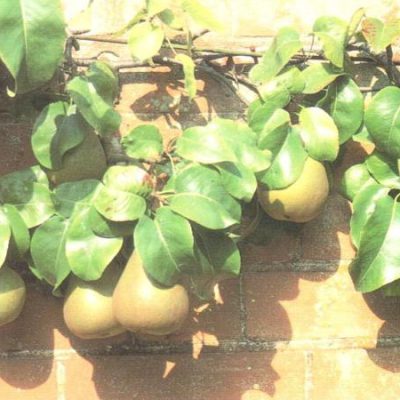 Conference Pear Trees For Sale | Trees Direct