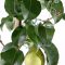 Conference Pear Trees For Sale | Trees Direct