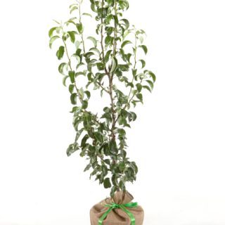 Conference Pear Trees For Sale | Trees Direct
