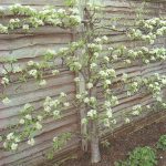 Conference Pear Trees For Sale | Trees Direct