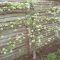 Conference Pear Trees For Sale | Trees Direct