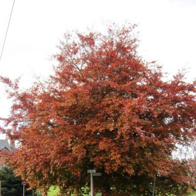 Copper Beech Trees for Sale | Trees Direct