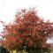 Copper Beech Trees for Sale - Buy Copper Beech Trees Direct