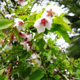Dwarf Flowering Cherry shrubs for Sale | Trees Direct