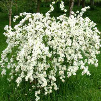 Exochorda Plant For Sale Online | Trees Direct