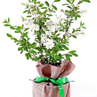 Exochorda Plant For Sale Online | Trees Direct