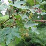 Field Maple Trees For Sale | Trees Direct
