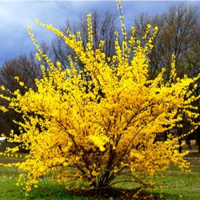 Forsythia Plant for Sale - Choose your Forsythia Shrubs Now