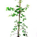Ginkgo Trees For Sale | Trees Direct