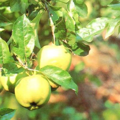 Golden Delicious Apple Trees For Sale | Trees Direct
