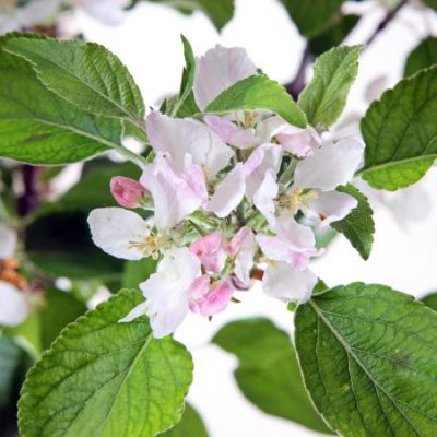 Apple Laxton's Superb Trees Trees For Sale | Trees Direct