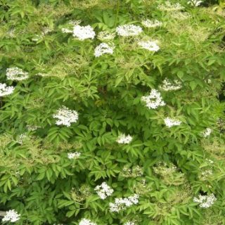 Bare Root Green Elder Tree | Trees Direct