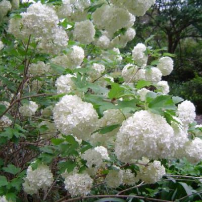 Guelder Rose Trees For Sale | Trees Direct