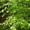 Bare Root Hazel Tree | Trees Direct