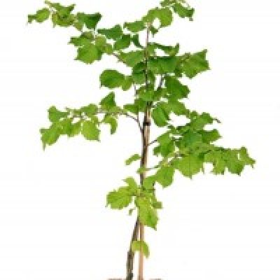 Bare Root Hazel Tree | Trees Direct
