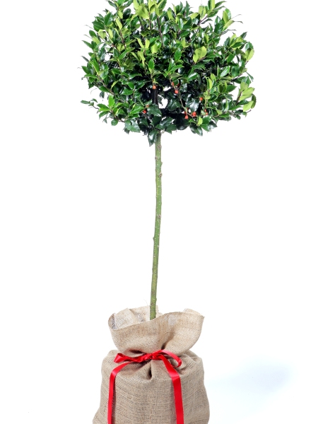 TREES DIRECT | Trees Direct