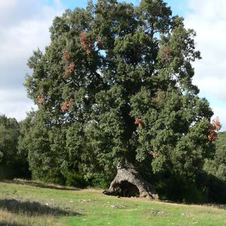 Holm Oak Trees For Sale | Trees Direct