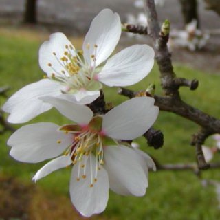 Ingrid Almond Trees for Sale - Choose your Ingrid Almond Plant