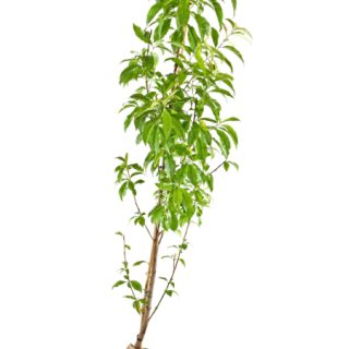 Ingrid Almond Trees for Sale - Choose your Ingrid Almond Plant