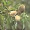 Ingrid Almond Trees for Sale - Choose your Ingrid Almond Plant