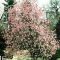 Magnolia Leonard Messel Trees For Sale | Trees Direct