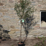 Pandora Flowering Cherry Trees For Sale | Trees Direct