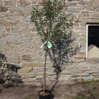 Pandora Flowering Cherry Trees For Sale | Trees Direct