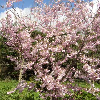 Pandora Flowering Cherry Trees For Sale | Trees Direct